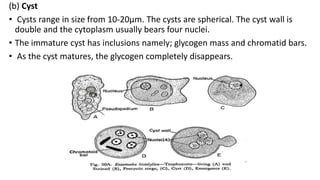 Protozoa - overview & Entamoeba histolytica | PPT