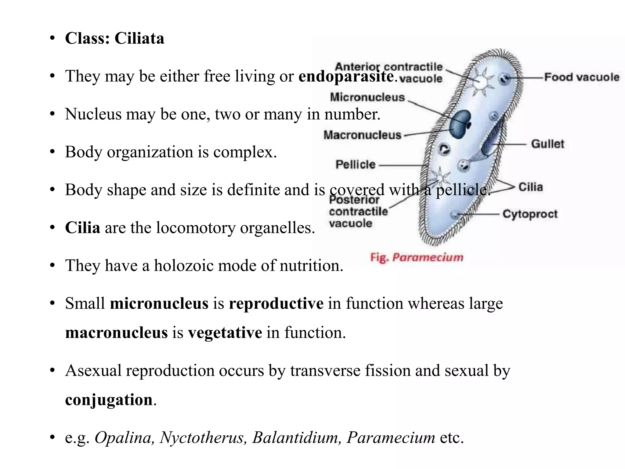 General characteristics and classification of phylum Protozoa | PPTX