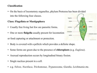 General characteristics and classification of phylum Protozoa | PPTX