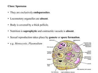 General characteristics and classification of phylum Protozoa | PPTX
