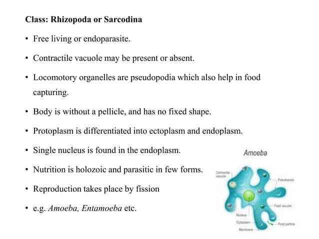 General characteristics and classification of phylum Protozoa General characteristics and classification of phylum Protozoa