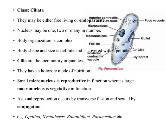 General characteristics and classification of phylum Protozoa General characteristics and classification of phylum Protozoa