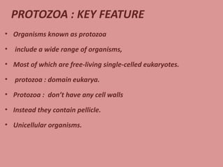 Protozoa | PPTX