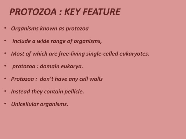 Protozoa | PPT