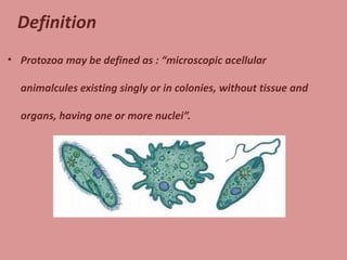 Protozoa | PPT