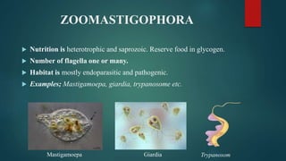 Protozoa by Amit Rulhania | PPTX