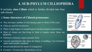 Protozoa by Amit Rulhania | PPTX | Biological Sciences | Science