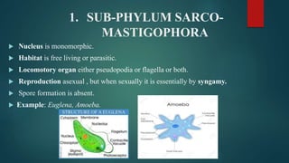 Protozoa by Amit Rulhania | PPTX