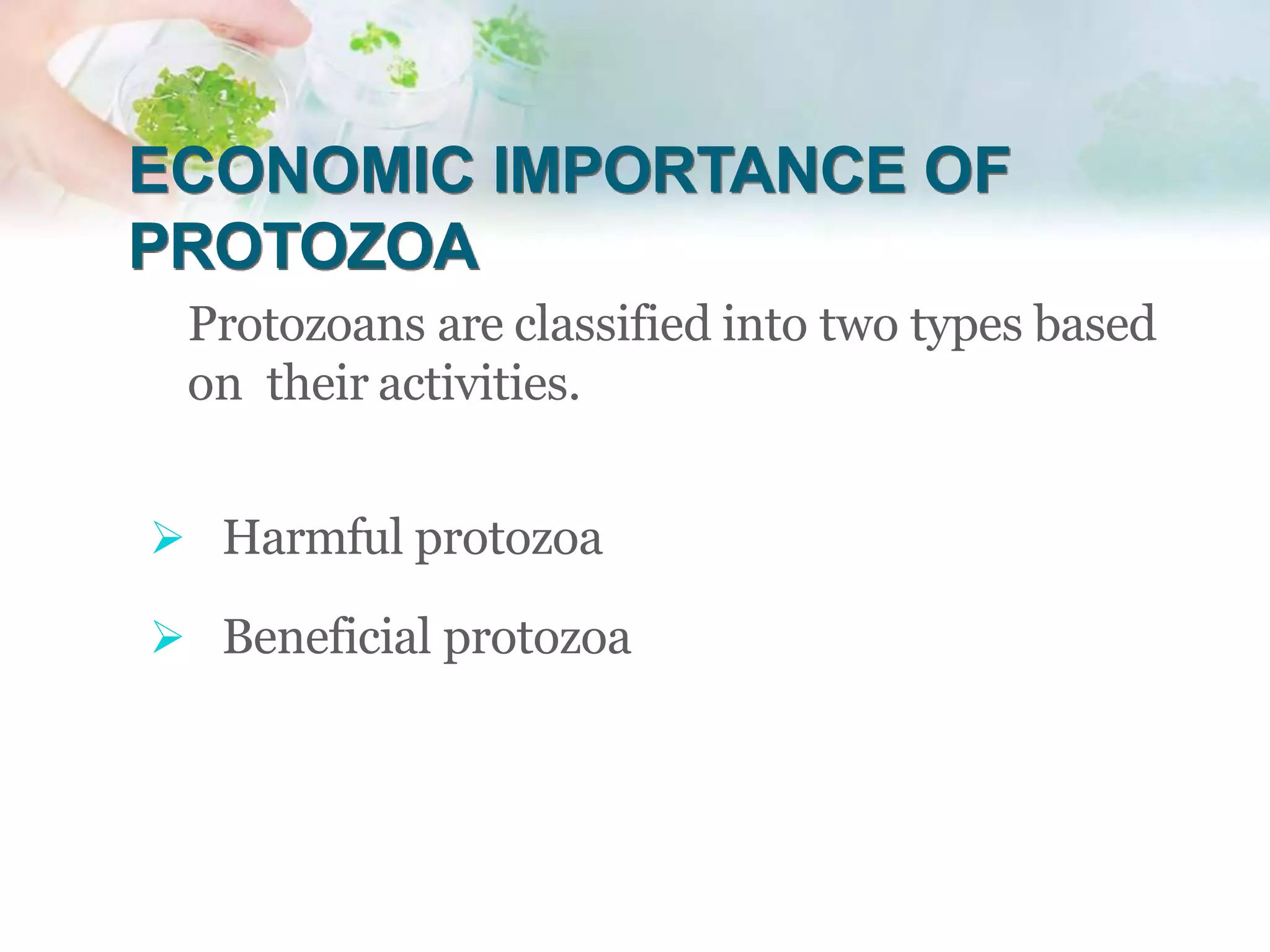 Protozoa | PPTX