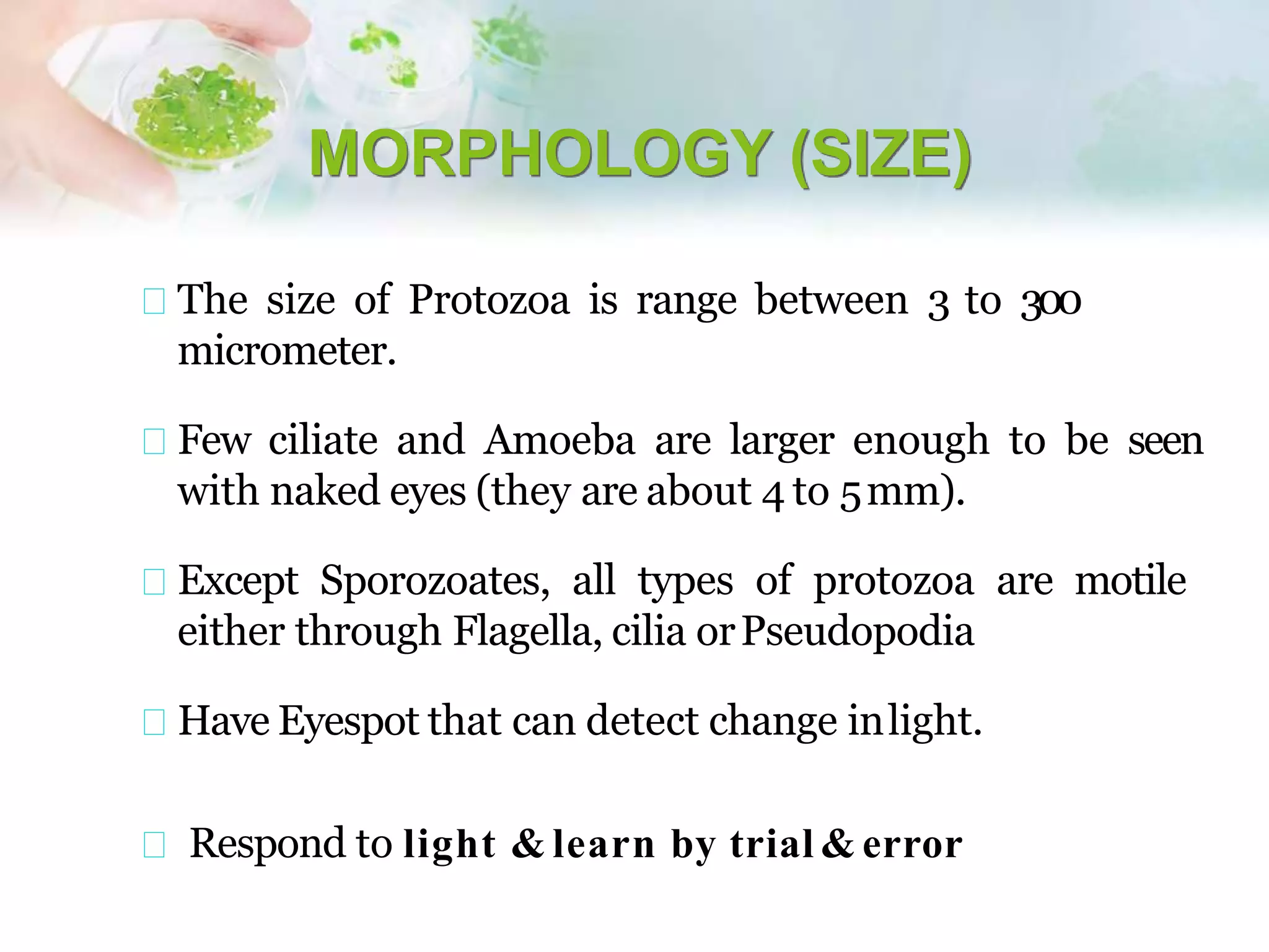 Protozoa | PPTX