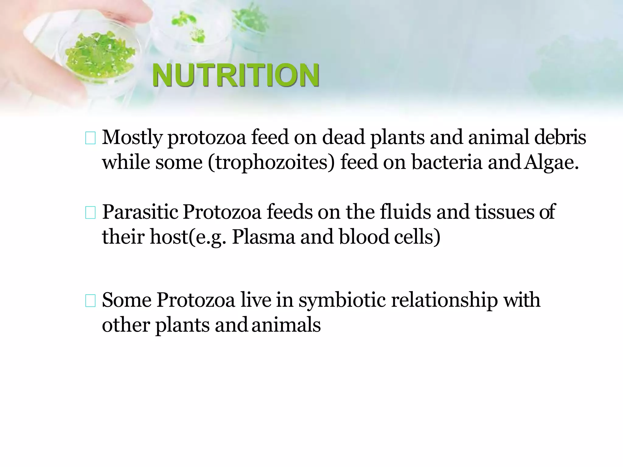 Protozoa | PPTX