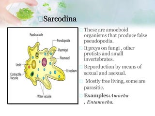 Protozoa | PPTX