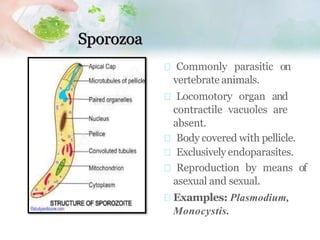 Protozoa | PPTX | Biological Sciences | Science