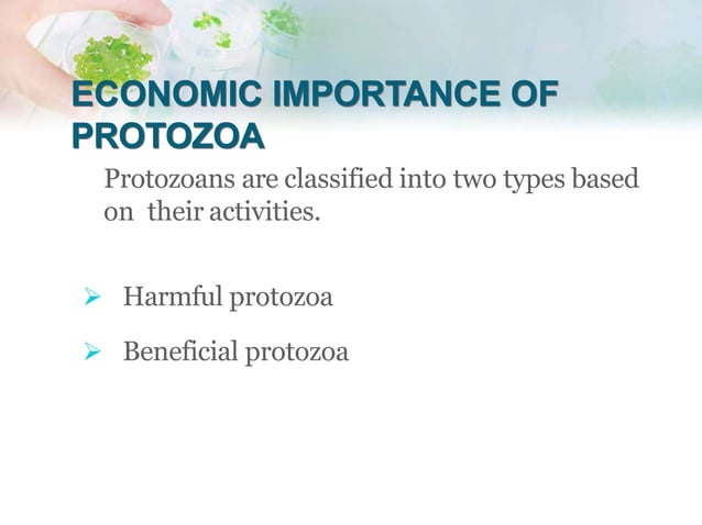 Protozoa | PPTX | Biological Sciences | Science
