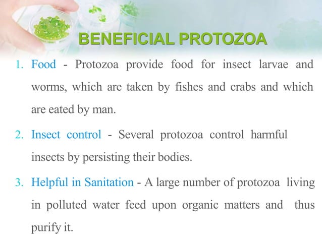 Protozoa | PPTX | Biological Sciences | Science