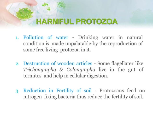 Protozoa | PPTX | Biological Sciences | Science