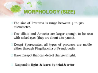 Protozoa | PPTX