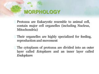 Protozoa | PPTX