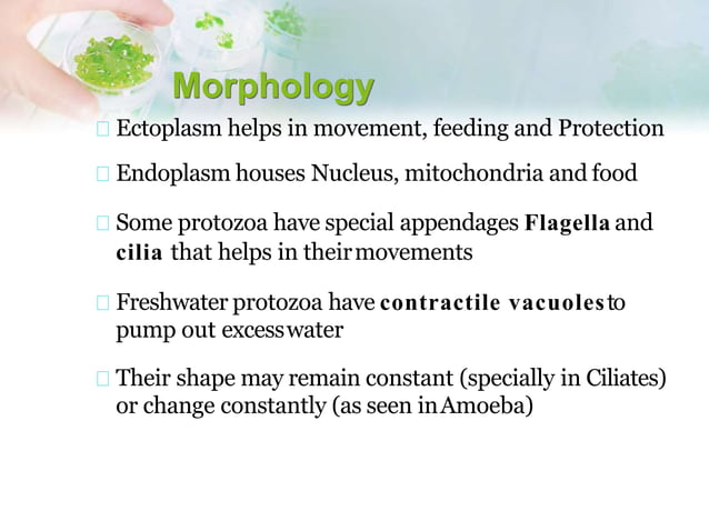 Protozoa | PPTX | Biological Sciences | Science