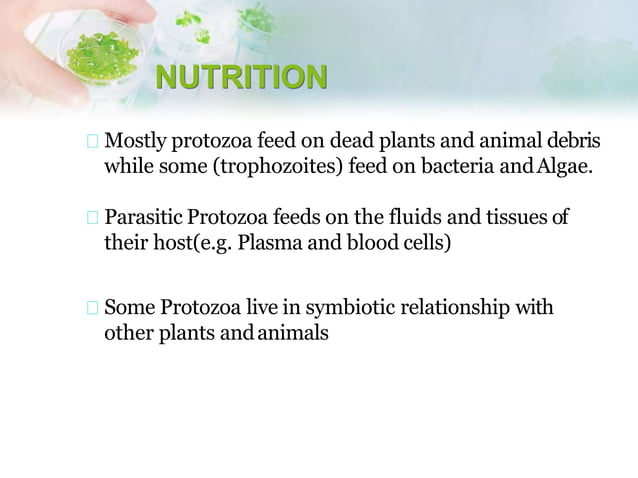 Protozoa | PPTX | Biological Sciences | Science