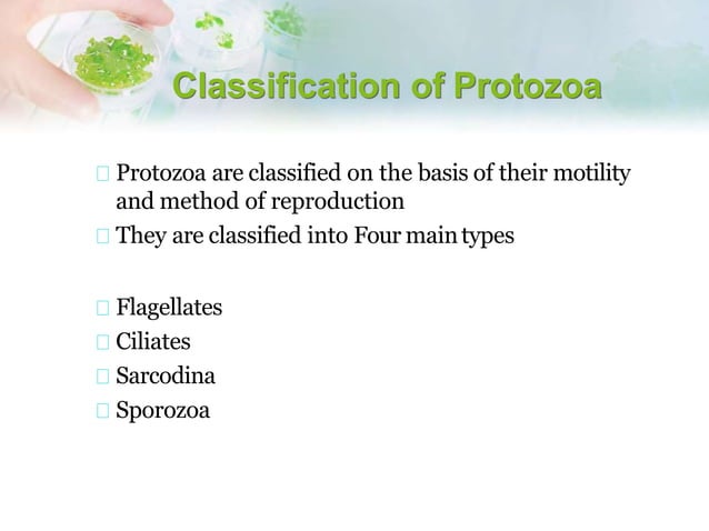 Protozoa | PPTX | Biological Sciences | Science