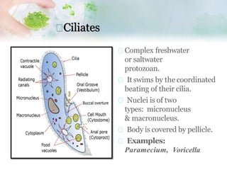 Examples Of Protozoa