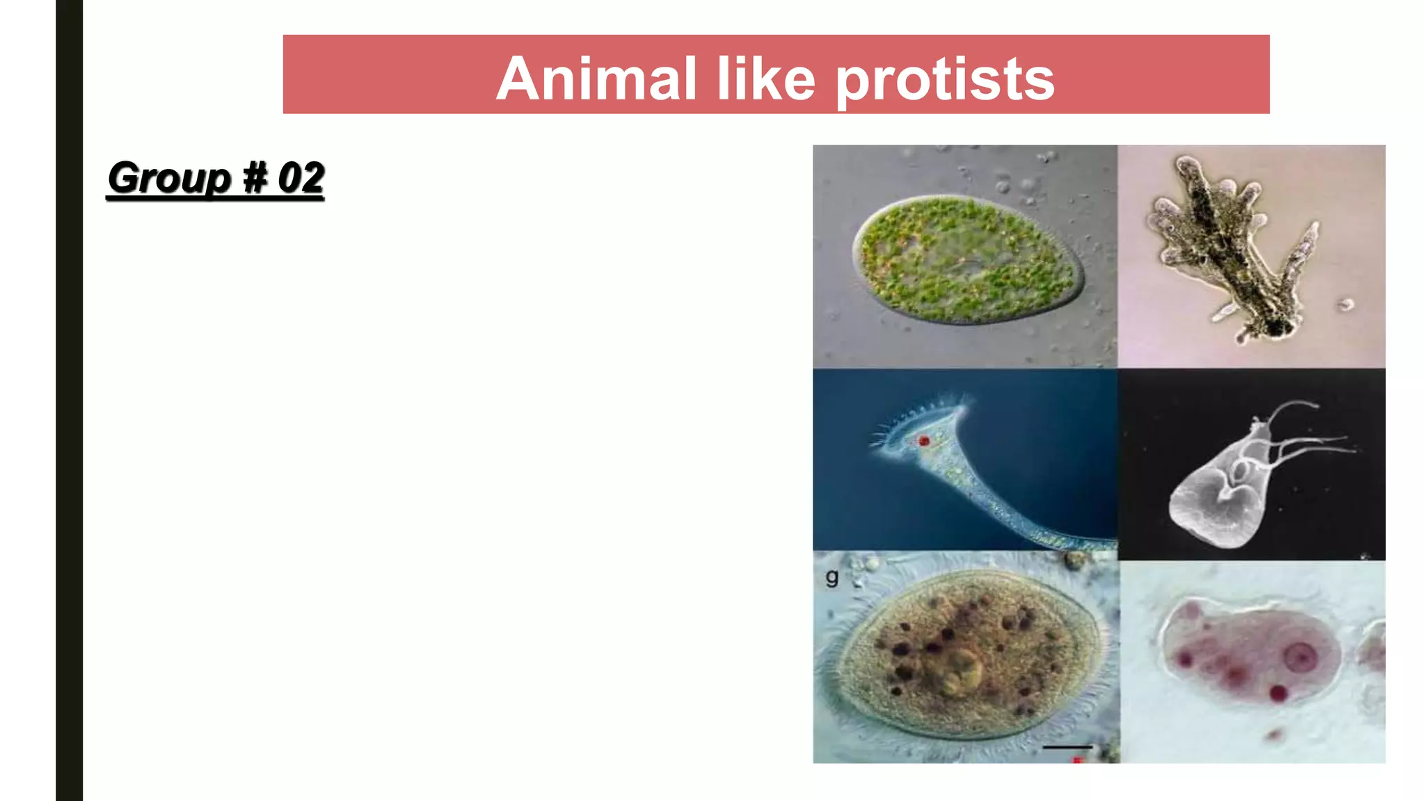 Protozoa animal like protists (supergroups) | PPTX