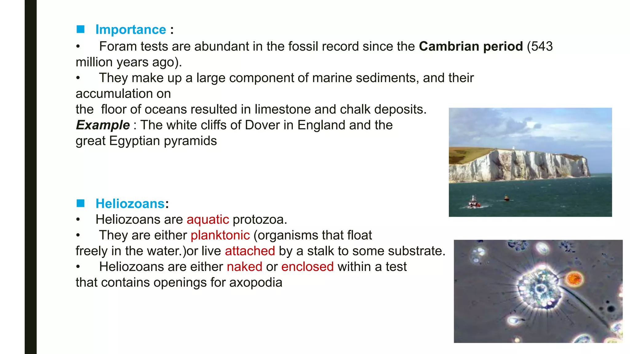 Protozoa animal like protists (supergroups) | PPT