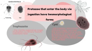 Protozoa- نور احمد المزيني.pptx