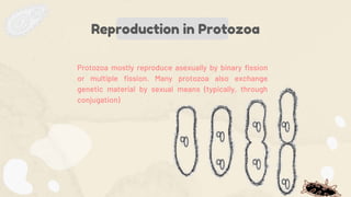 Protozoa- نور احمد المزيني.pptx | Biological Sciences | Science