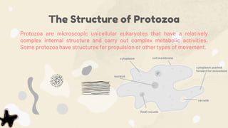 Protozoa- نور احمد المزيني.pptx