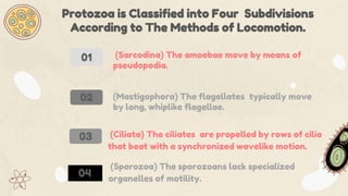 Protozoa- نور احمد المزيني.pptx