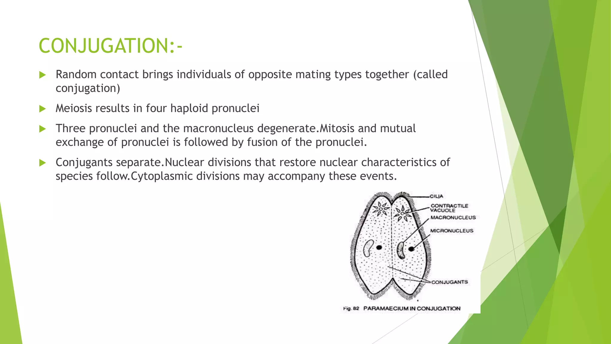 PROTOZOA SEXUAL REPRODUCTION.pptx