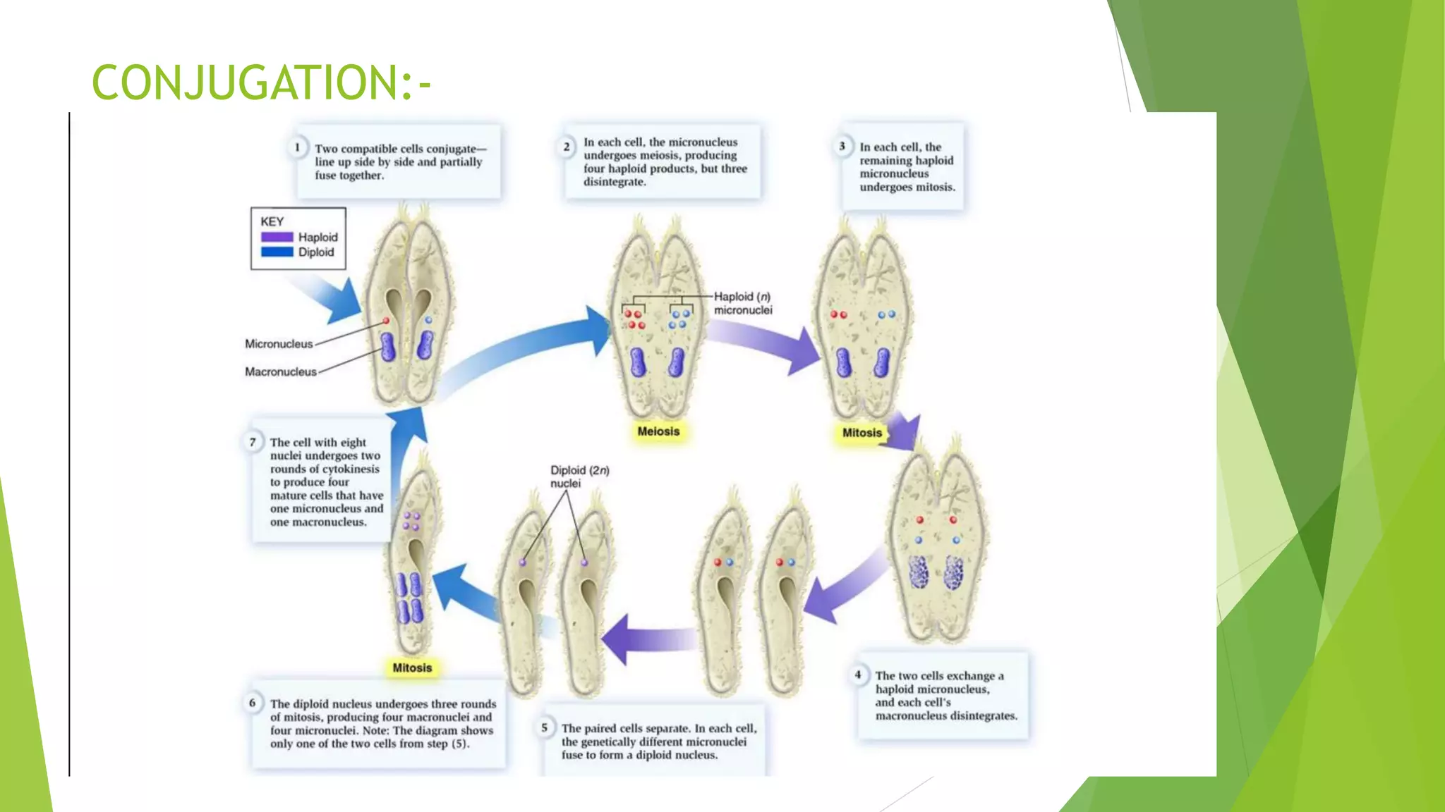 PROTOZOA SEXUAL REPRODUCTION.pptx