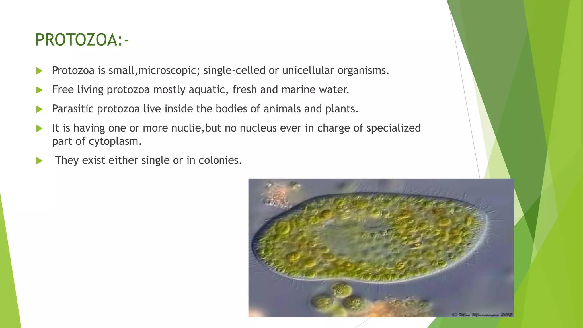PROTOZOA SEXUAL REPRODUCTION.pptx