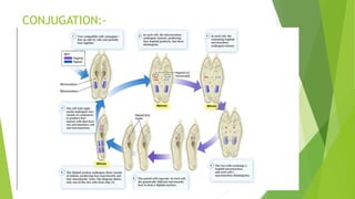 PROTOZOA SEXUAL REPRODUCTION.pptx