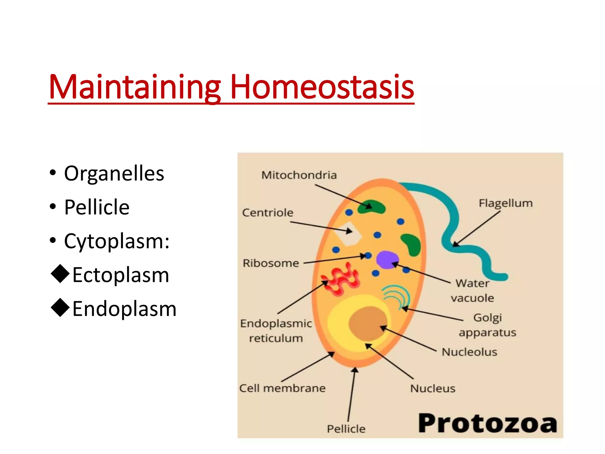 Protozoa.pptx