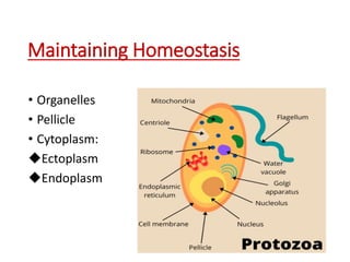 Protozoa.pptx