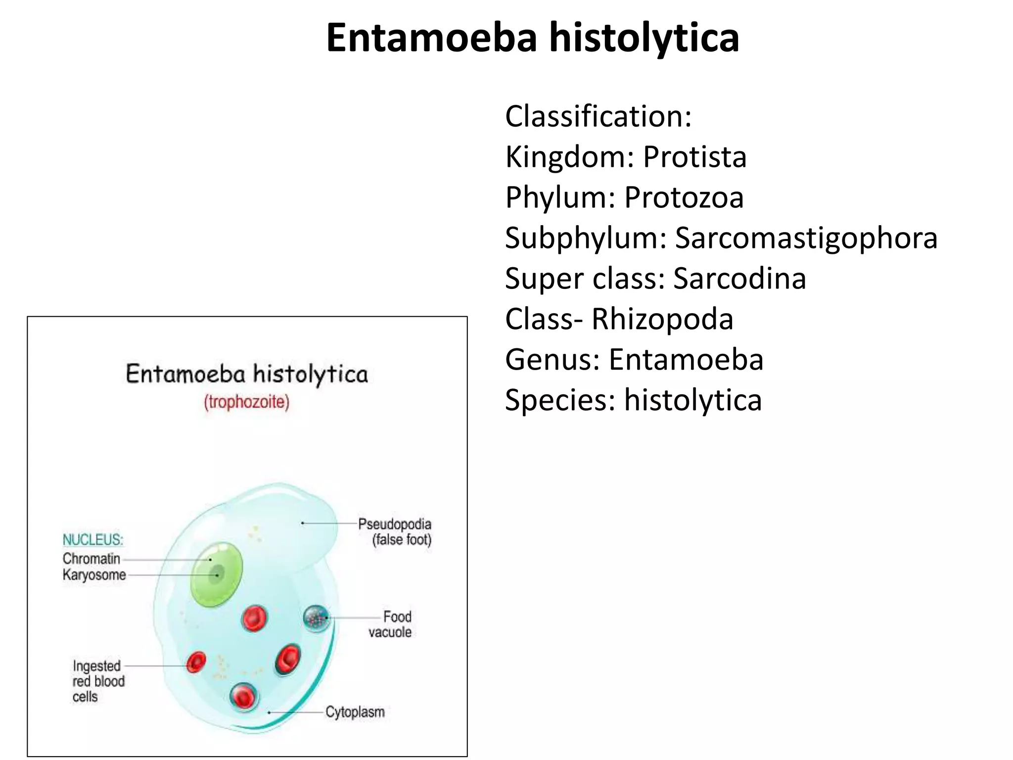 protozoa.pptx