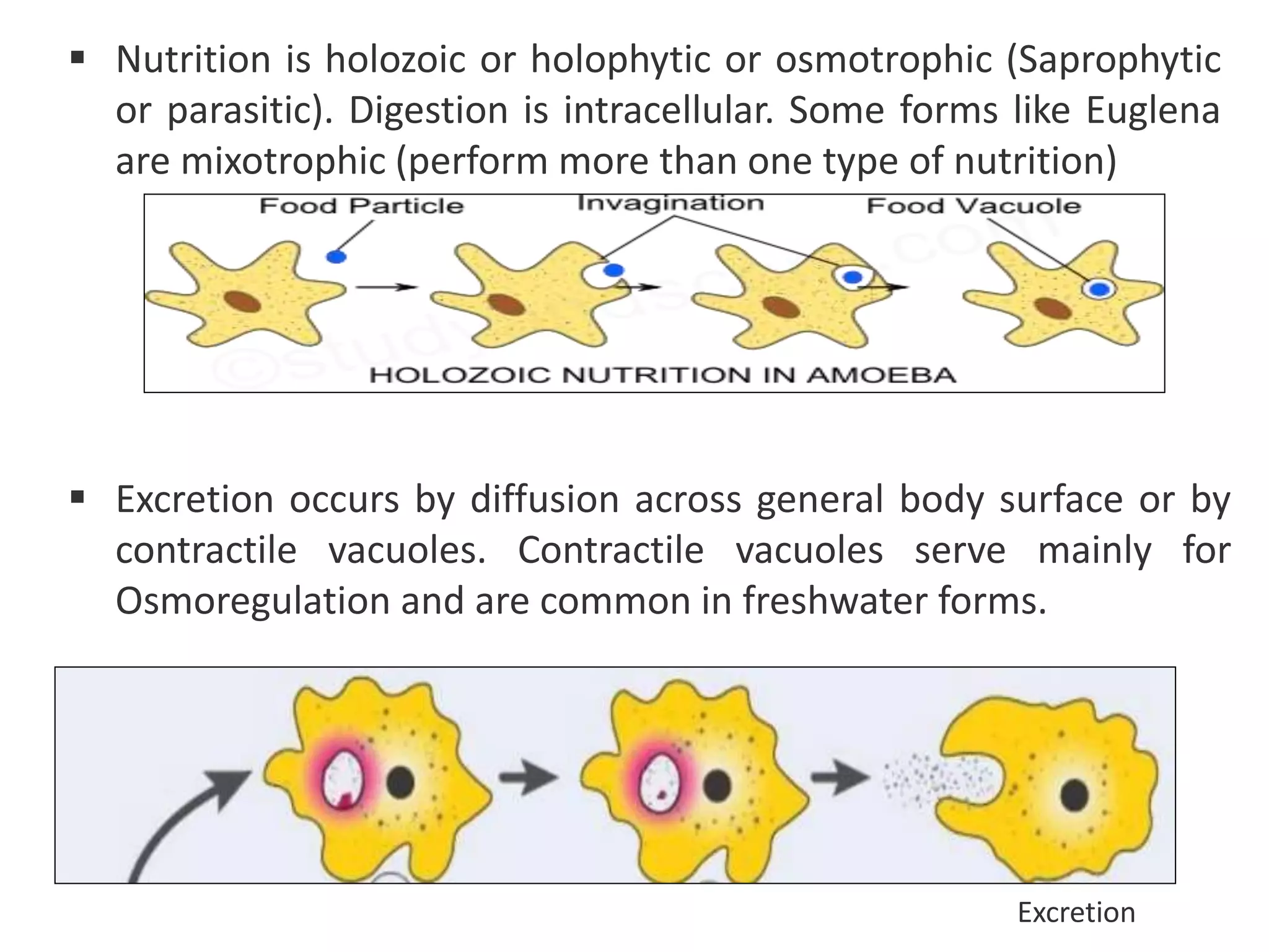 protozoa.pptx