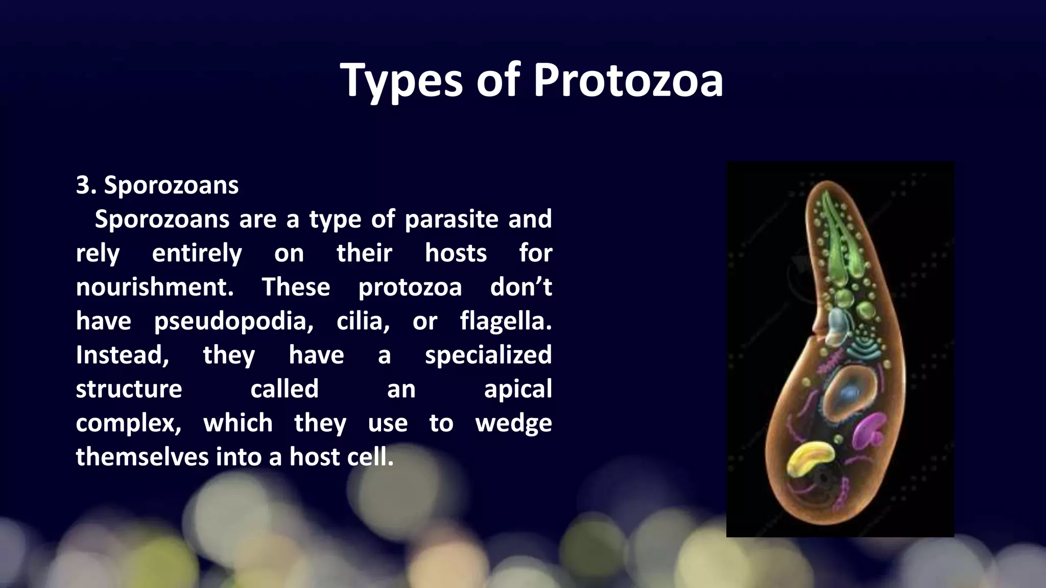 PROTOZOA.pptx