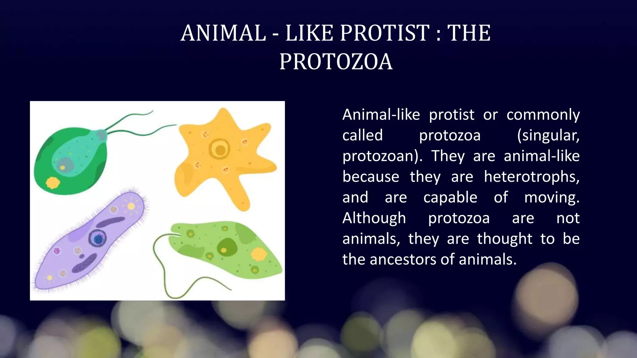 PROTOZOA.pptx