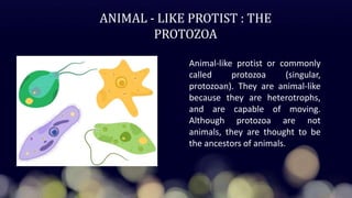 PROTOZOA.pptx