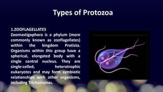 PROTOZOA.pptx