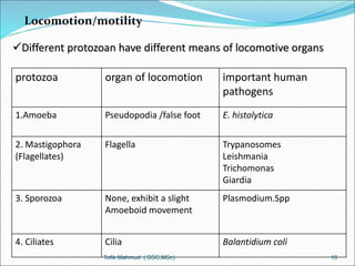 protozoa.ppt