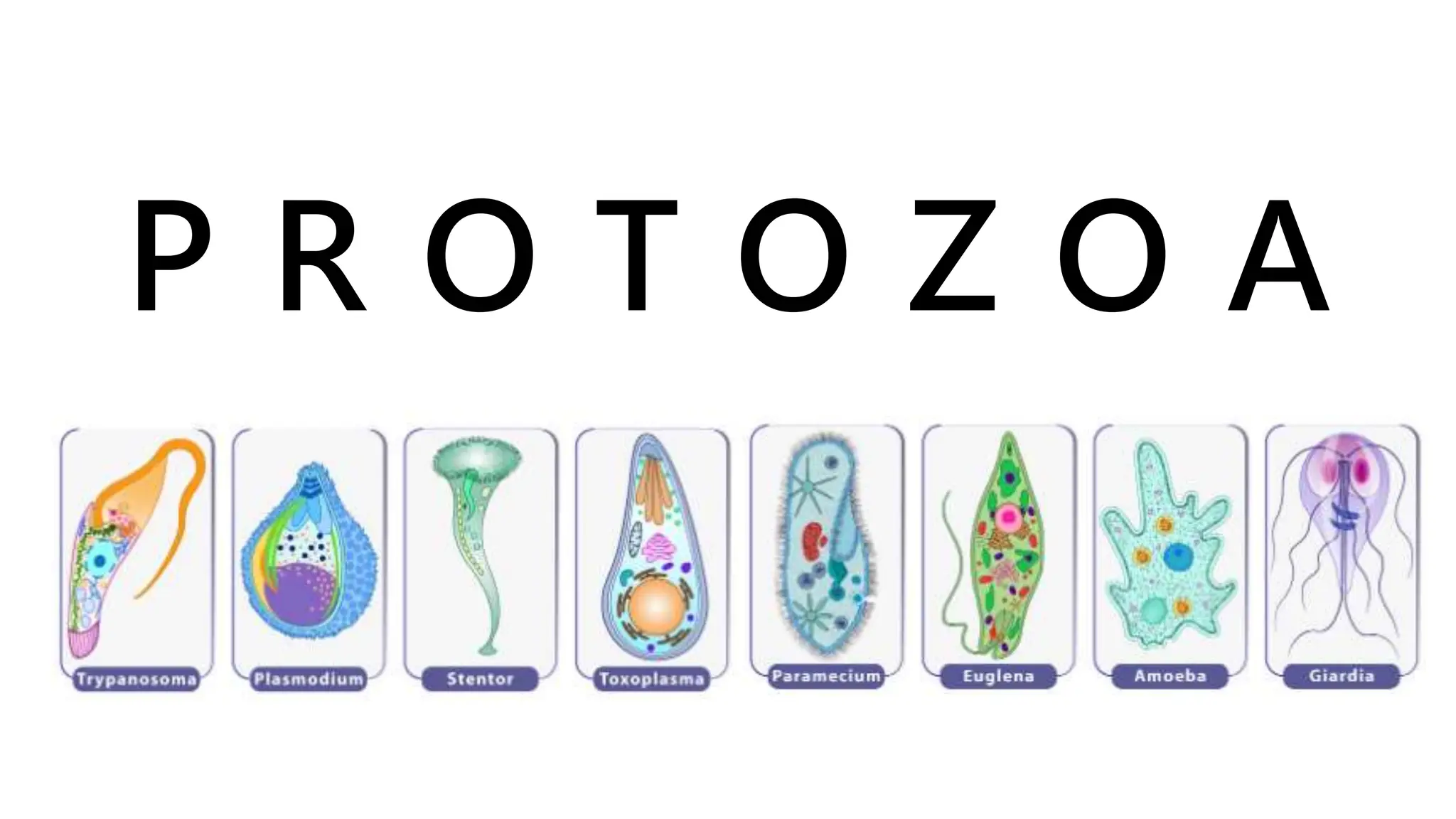 PROTOZOA PROTOZOA PROTOZOA PROTOZOA PROTOZOA | PPTX