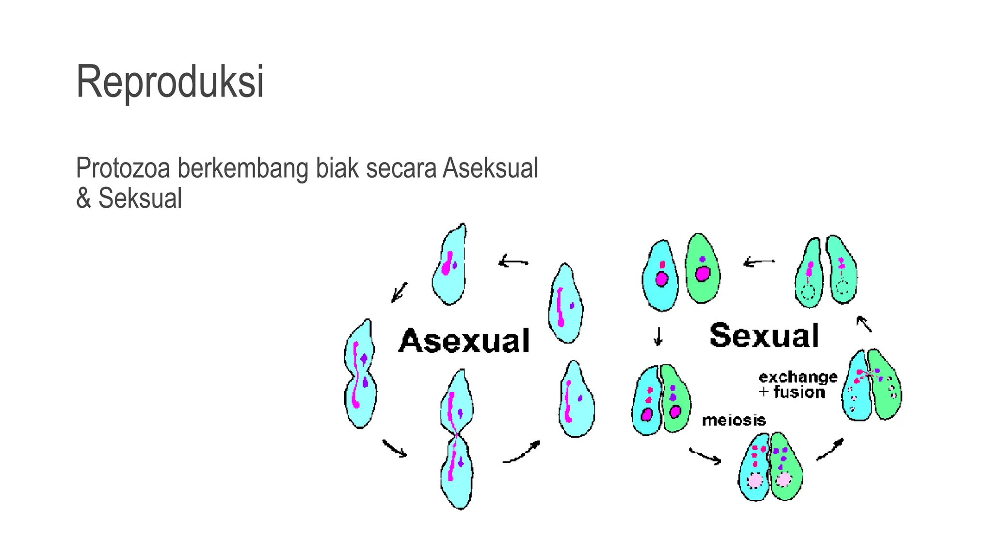 PROTOZOA PROTOZOA PROTOZOA PROTOZOA PROTOZOA | PPTX
