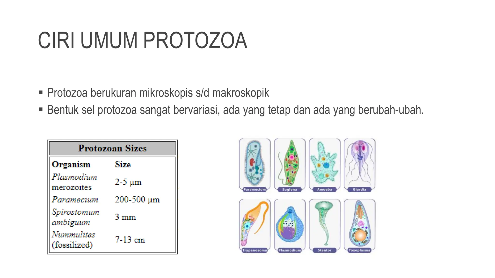 PROTOZOA PROTOZOA PROTOZOA PROTOZOA PROTOZOA | PPTX