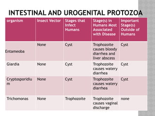 Gastrointestinal and urogenital protozoa.pptx