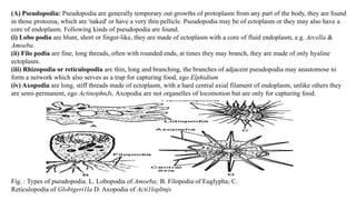 Protozoa.PPTX Microscopic Eukaryotes Unicellular | PPTX